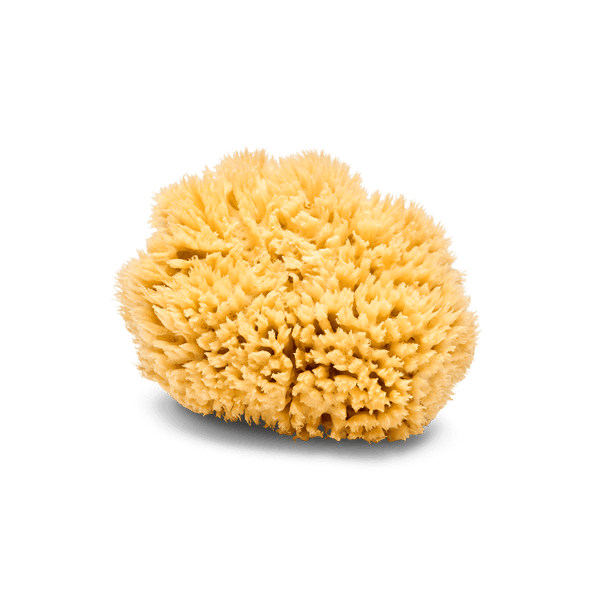 sea sponge the range