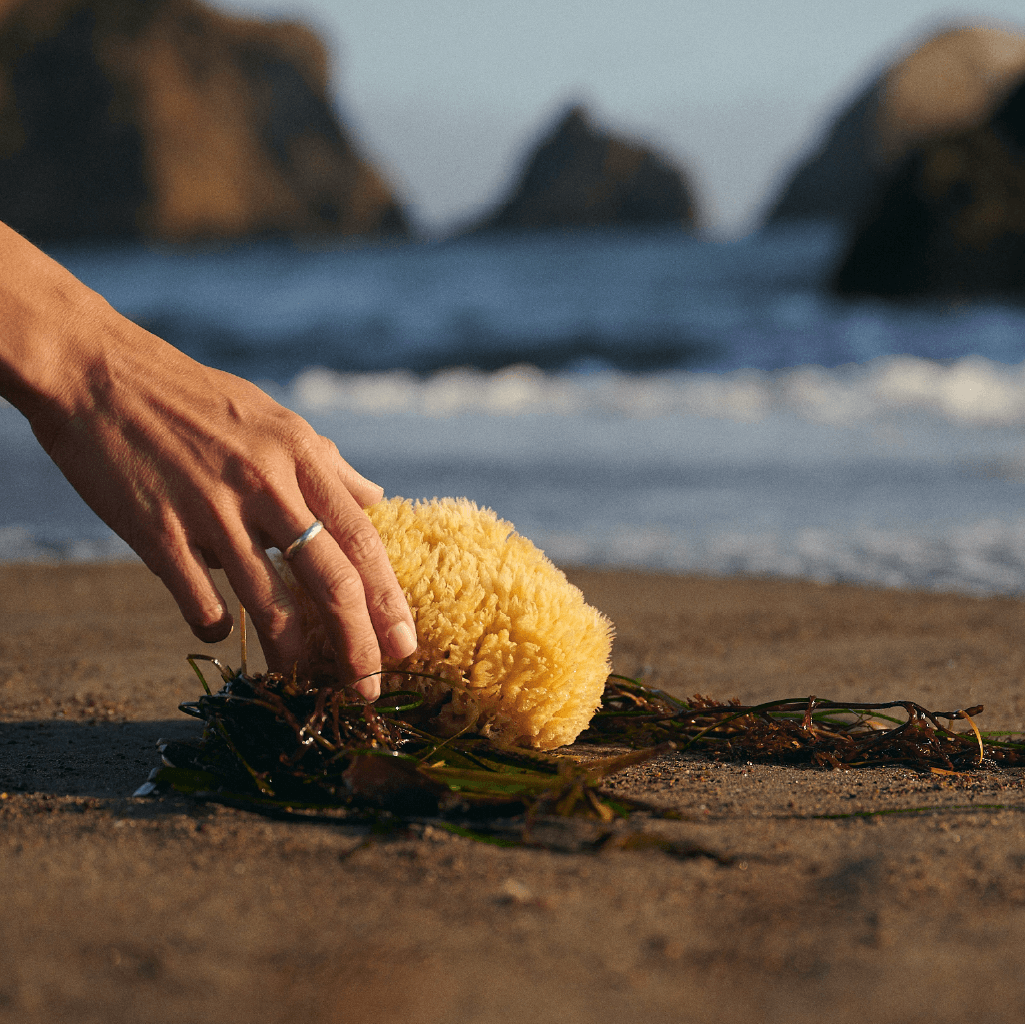 Natural Sea Sponge - Church California